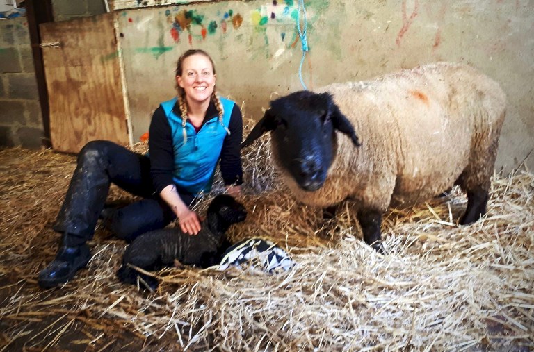 Sheep farming in Ireland – It's a Gavination