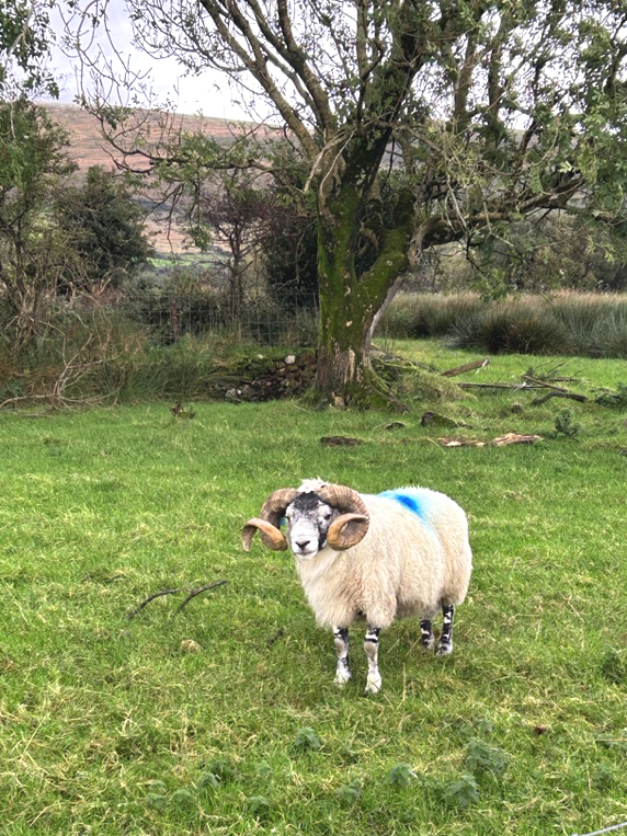 The Dingle Way – It's a Gavination